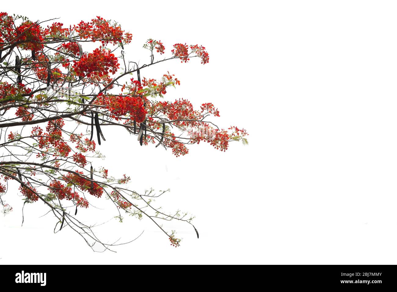 Branch of Flame tree or Royal Poinciana or Flame-boyant on isolated, an ...