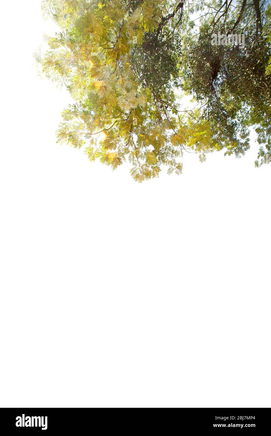 Branch of Tabebuia or Golden tree or Tallow Pui tree on isolated, an ...