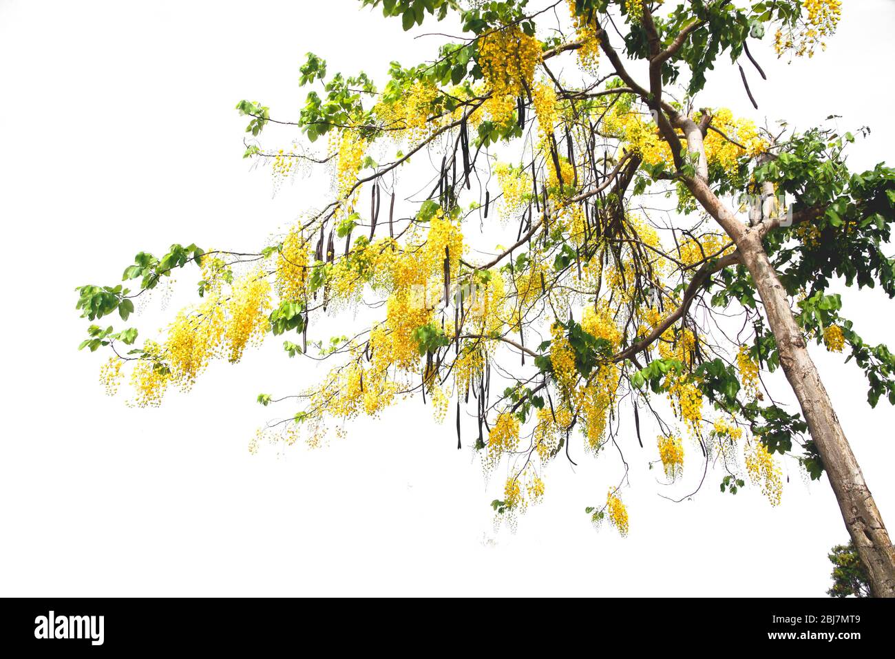 Branch of Tabebuia or Golden tree or Tallow Pui tree on isolated, an ...