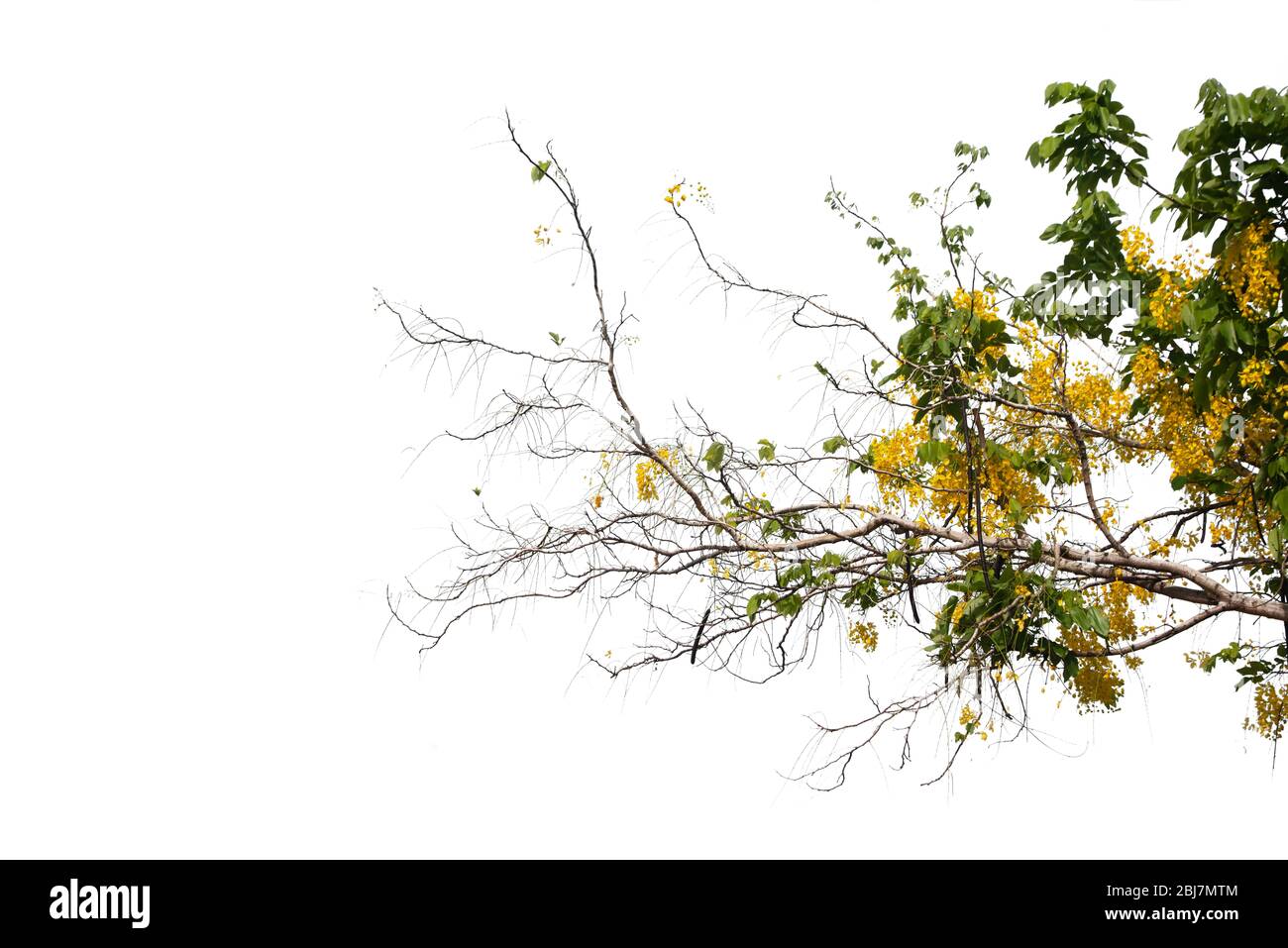 Branch of Tabebuia or Golden tree or Tallow Pui tree on isolated, an ...