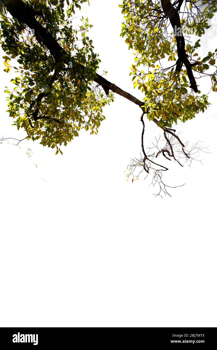 Pui pui grass hi-res stock photography and images - Alamy