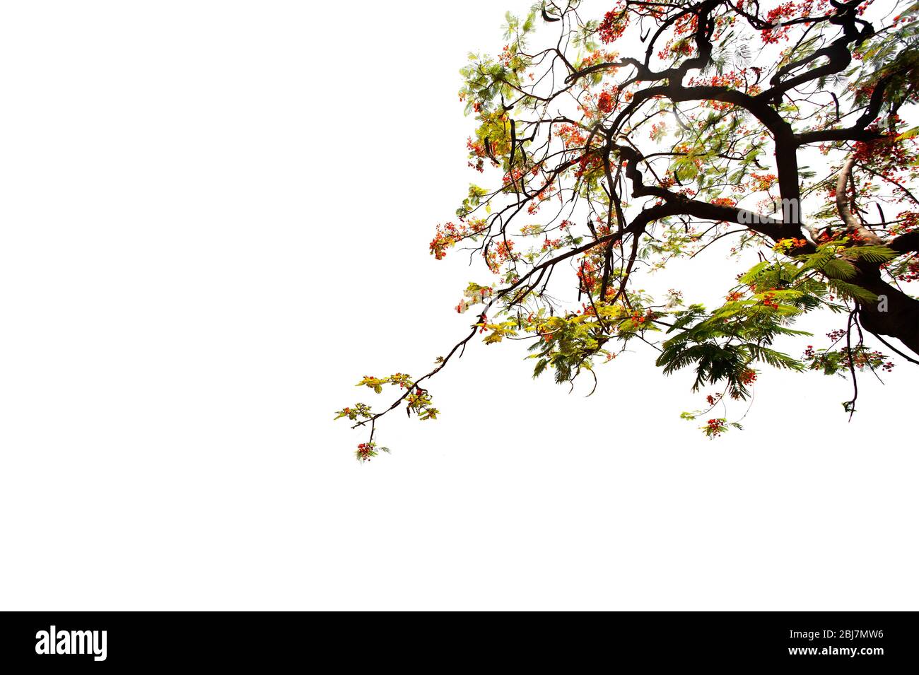 Pui pui grass hi-res stock photography and images - Alamy