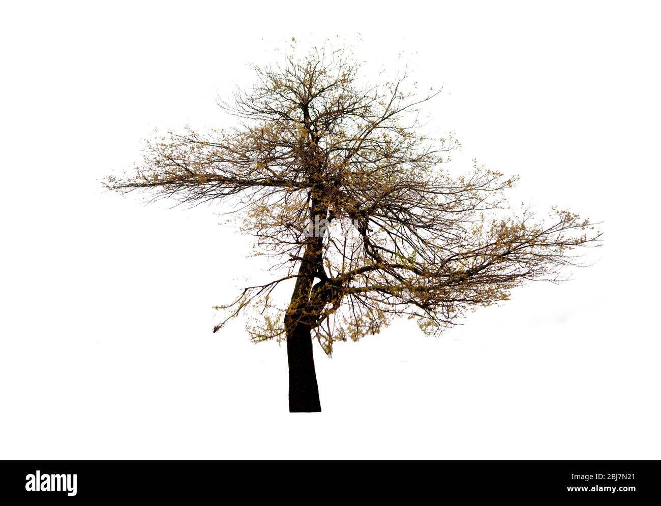 Dry trees with dry twigs on a white background with the clipping path ...