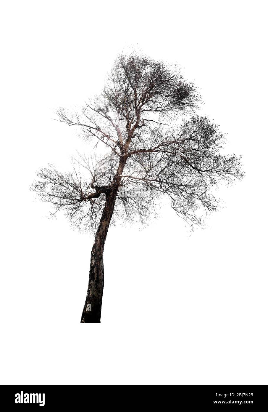 Dry trees with dry twigs on a white background with the clipping path ...