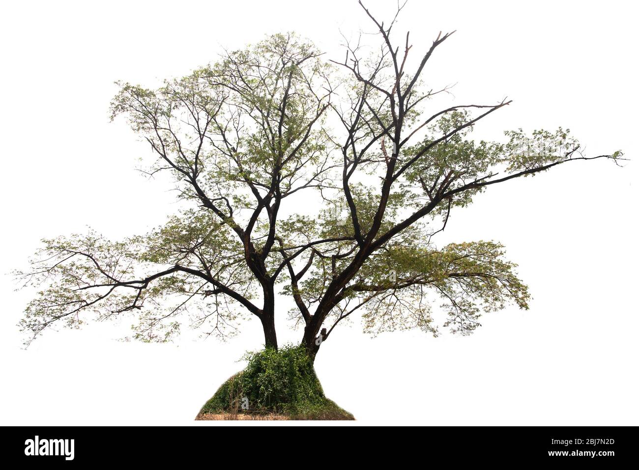 Green tree on isolated, an evergreen leaves plant di cut on white ...
