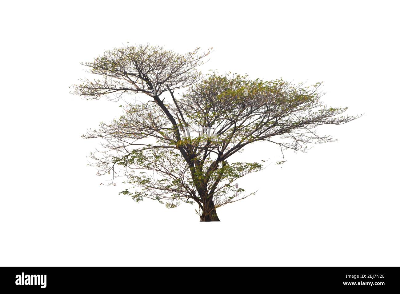 Green tree on isolated, an evergreen leaves plant di cut on white ...