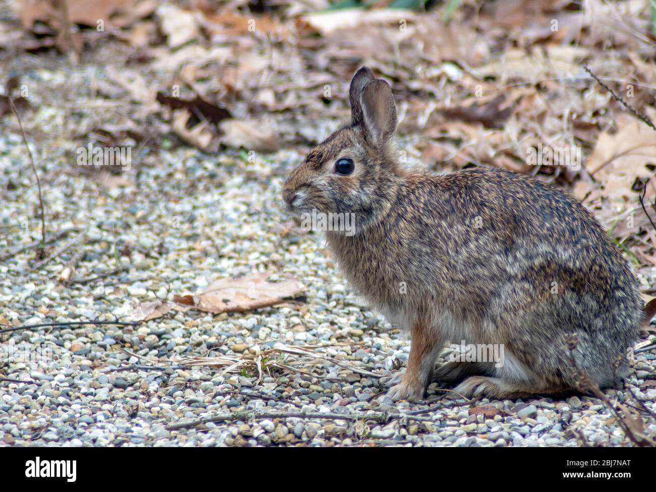 furry rabbit in the back yard Stock Photo - Alamy