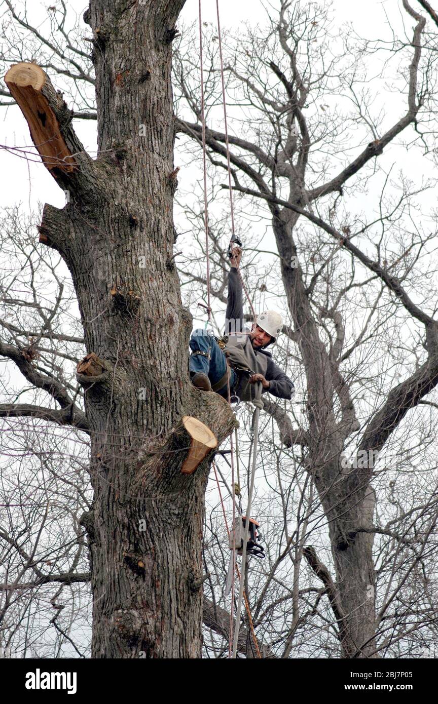 A tree worker climbs high in a tree, then uses ropes to bring up his ...