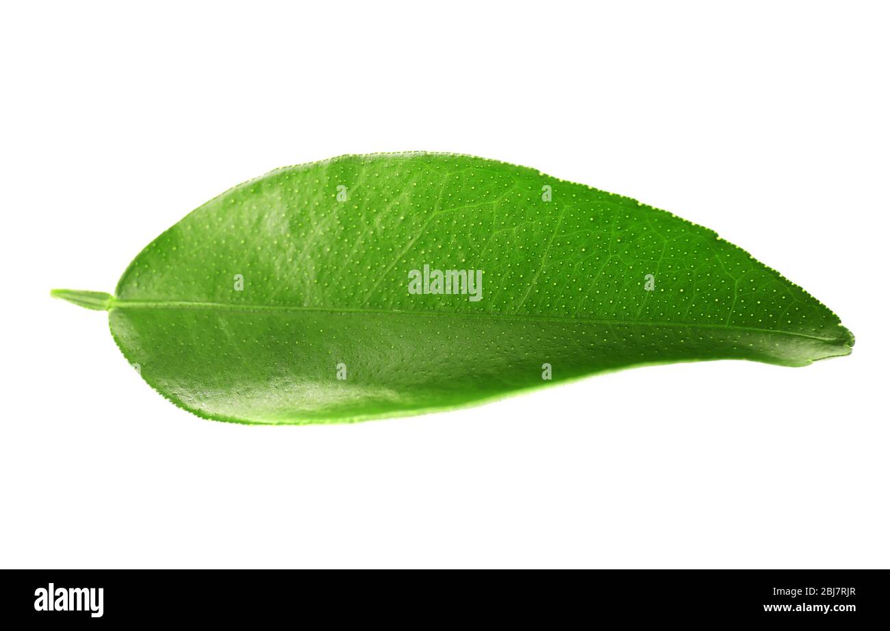 Ficus Leaf Cut Out Stock Images & Pictures - Alamy