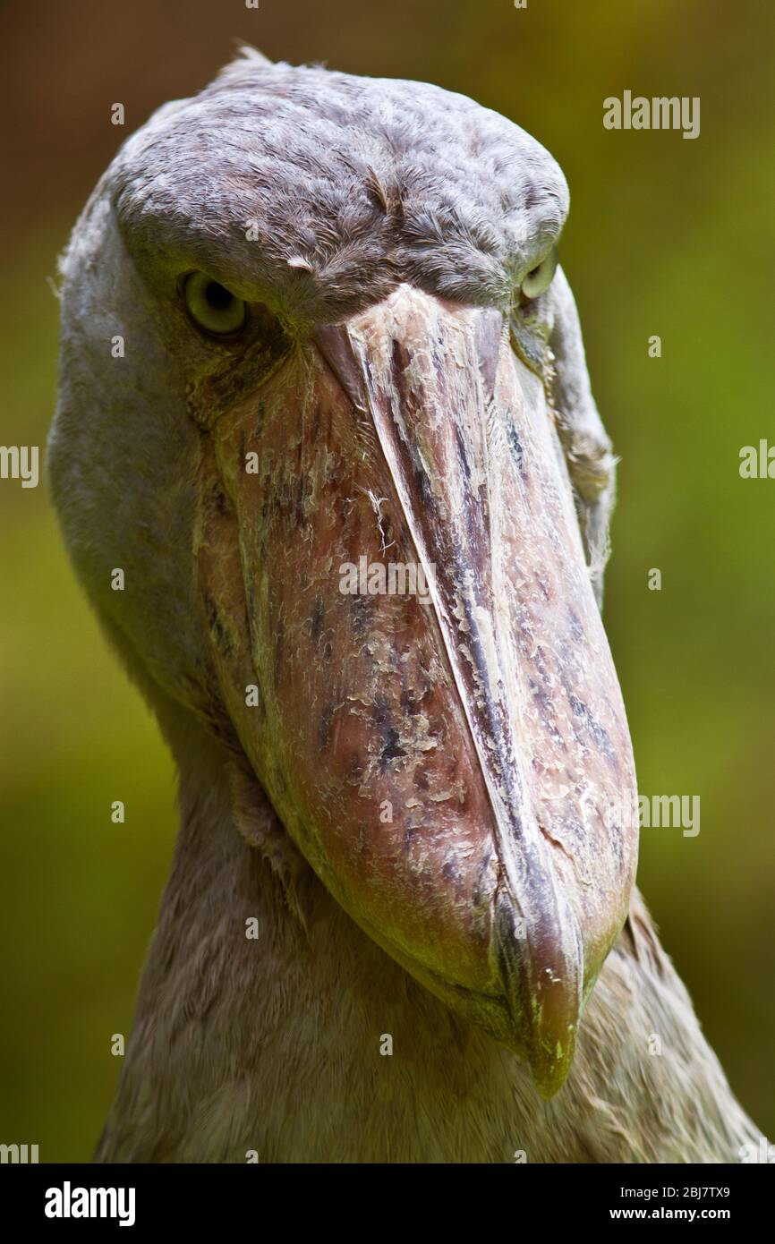 Entebbe zoological park hi-res stock photography and images - Alamy