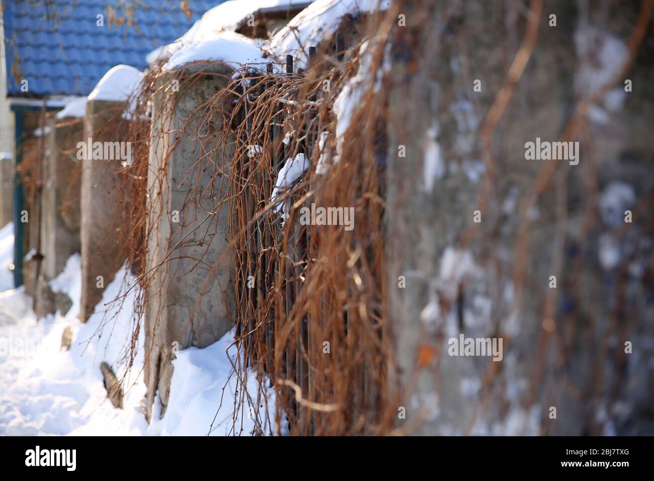 Snowy wall with winter plant Stock Photo - Alamy