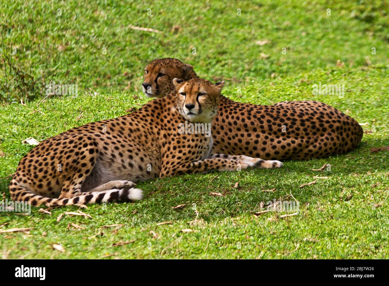 Cheetah Predators And Threats