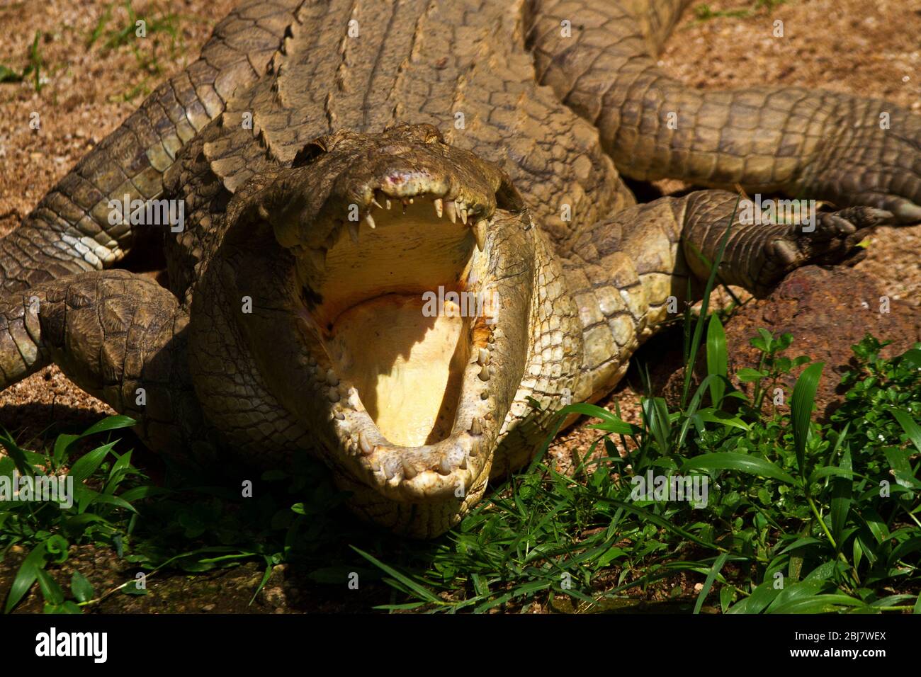 Flap meat hi-res stock photography and images - Alamy