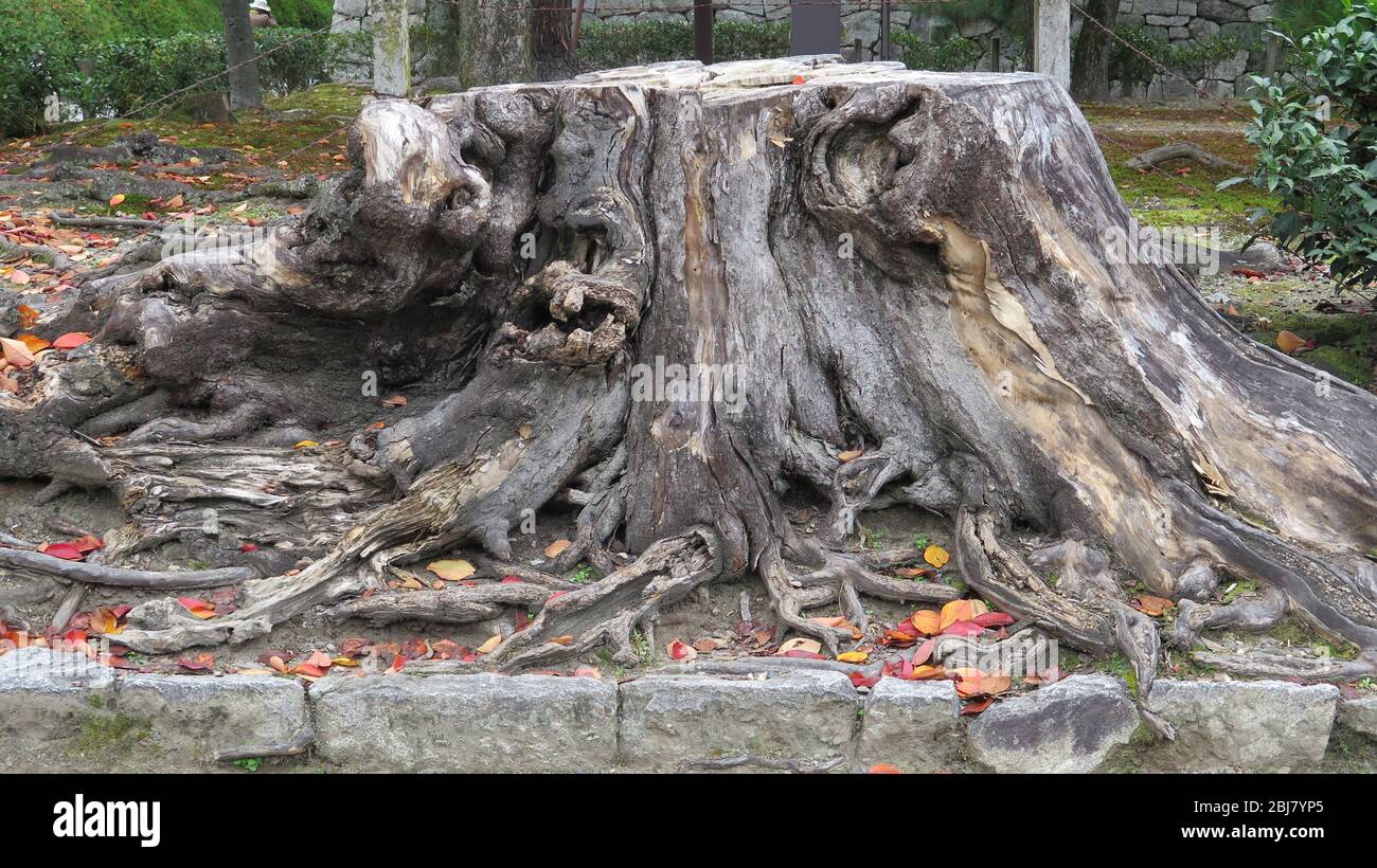 Large tree stump in temle garden, Gion corner district of Kyoto, Japan ...