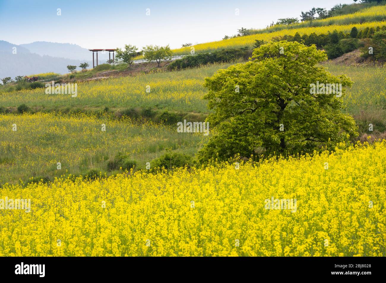 Big tree and yellow rapeseed field, spring in Korea Stock Photo - Alamy