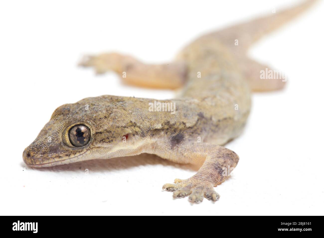 Asian House lizard (hemidactylus) or common gecko isolated on white ...