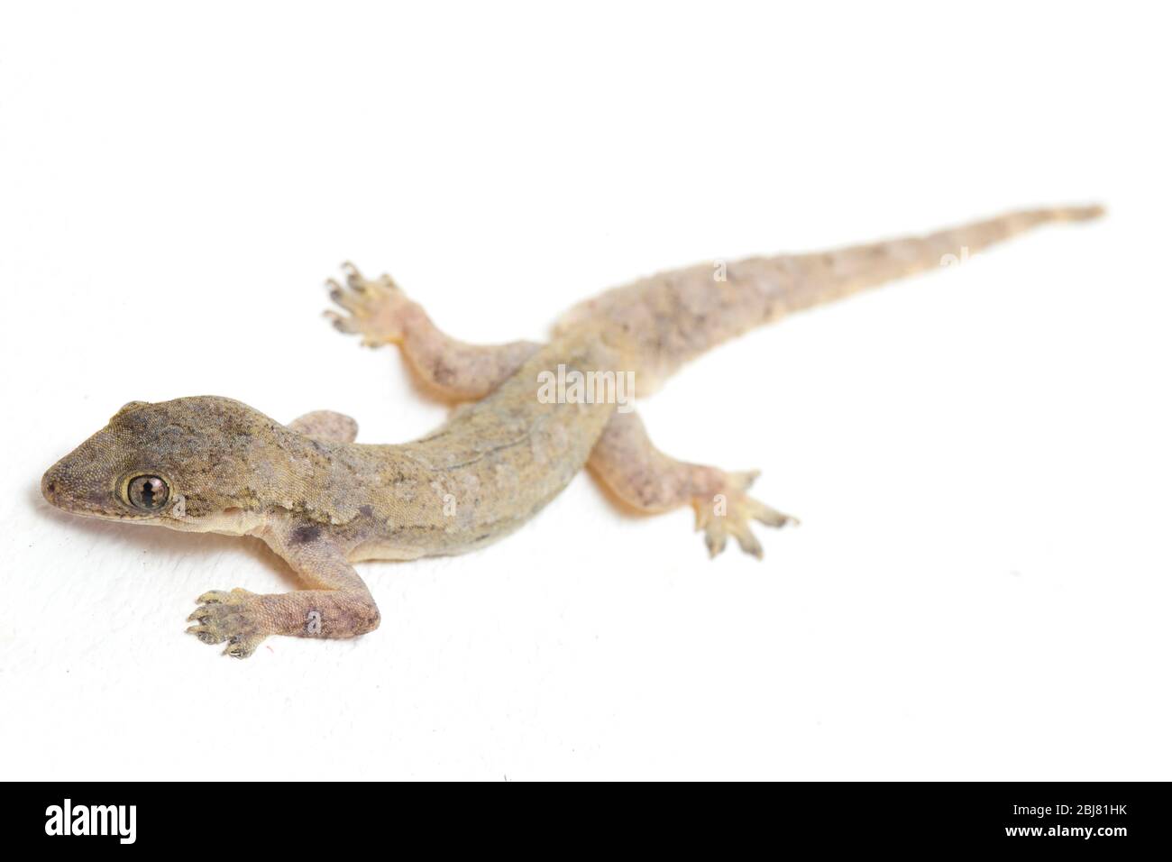 Asian House lizard (hemidactylus) or common gecko isolated on white ...