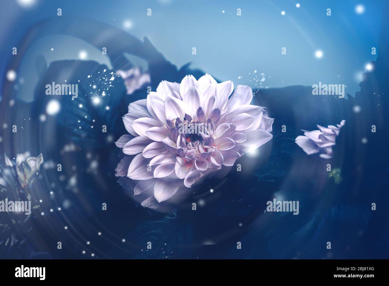 Dramatic flower background; Nature Background Stock Photo - Alamy