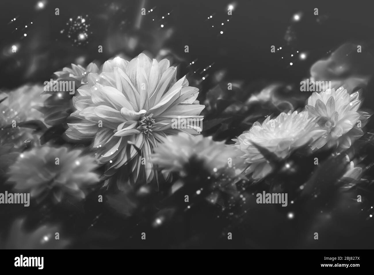 Dramatic flower background; Nature Background Stock Photo - Alamy