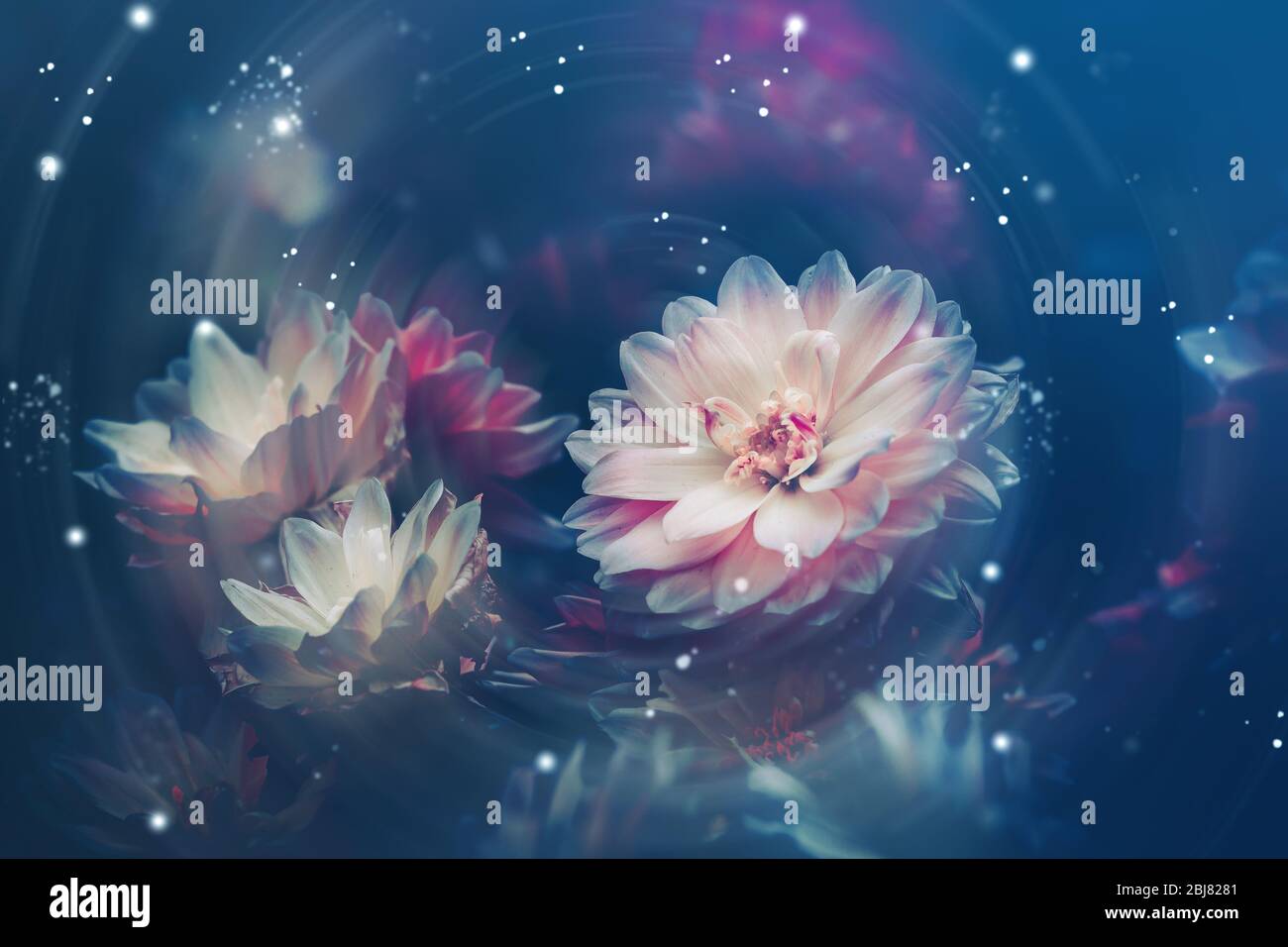 Dramatic flower background; Nature Background Stock Photo - Alamy