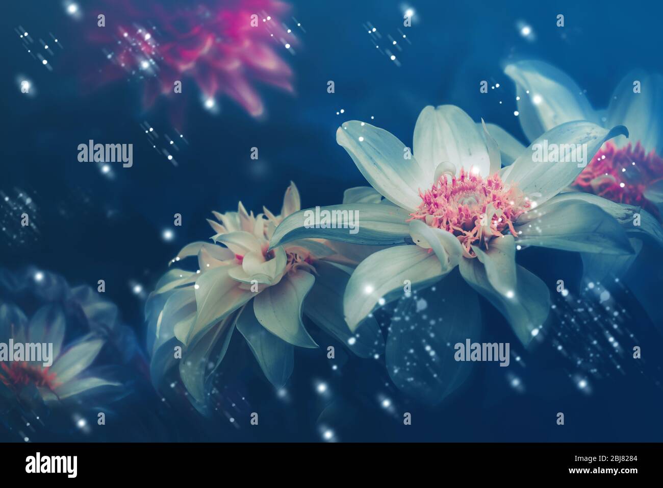 Dramatic flower background; Nature Background Stock Photo - Alamy