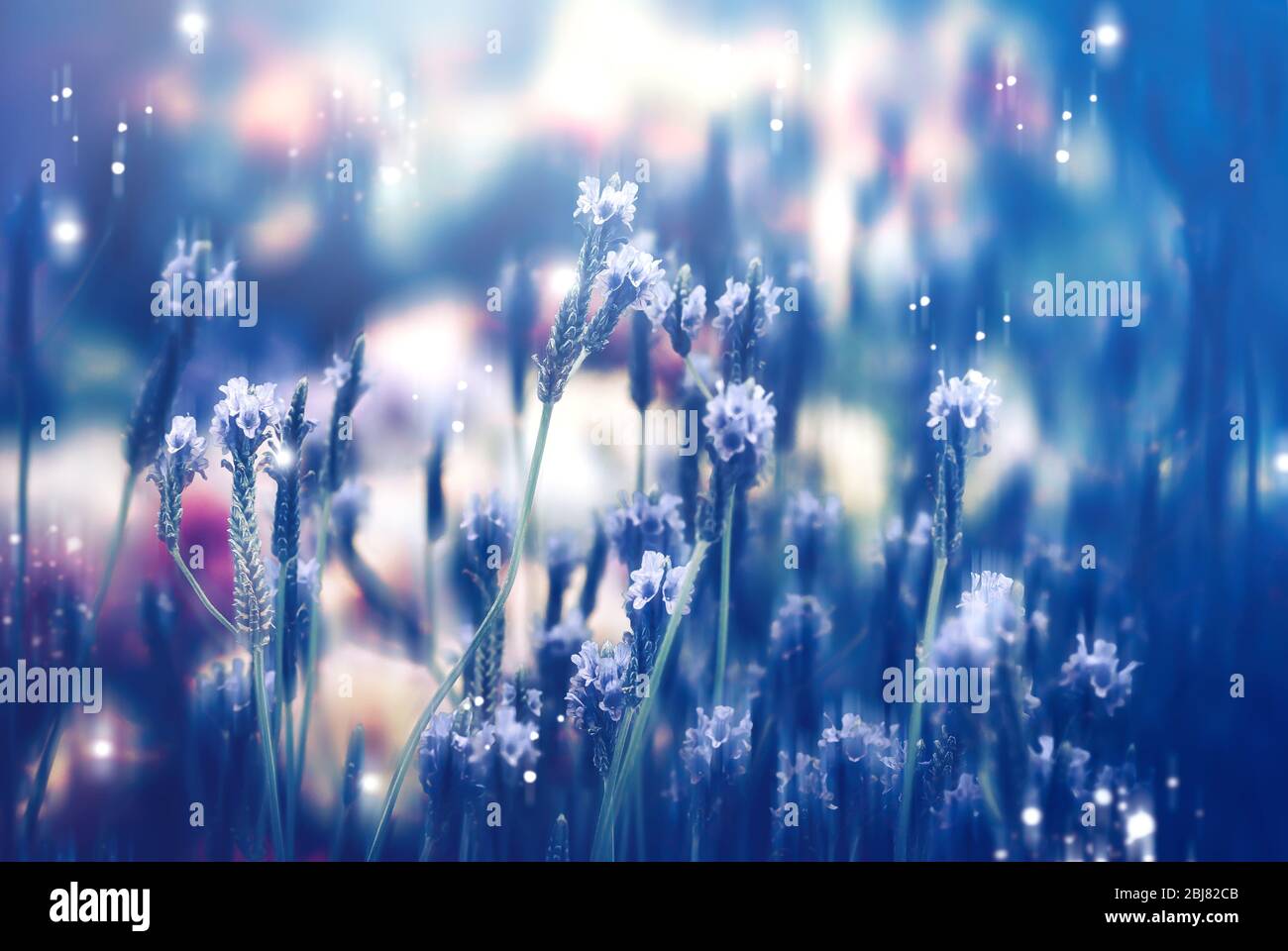 Dramatic flower background; Nature Background Stock Photo - Alamy