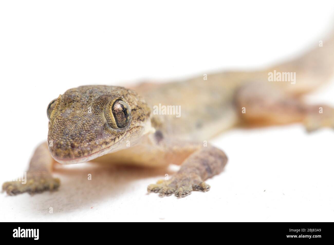 Asian House lizard (hemidactylus) or common gecko isolated on white ...