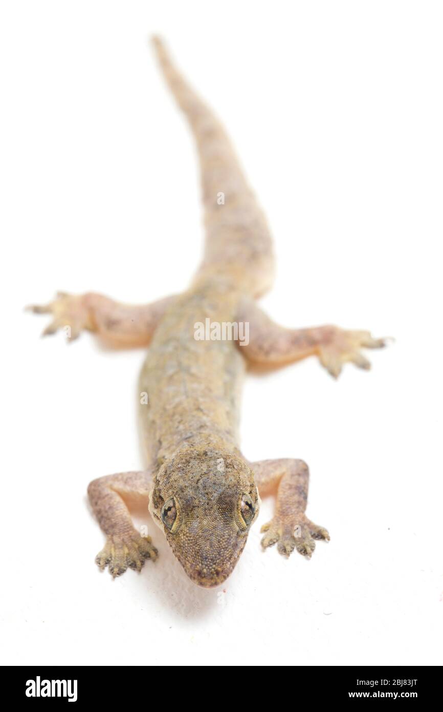 Asian House lizard (hemidactylus) or common gecko isolated on white ...