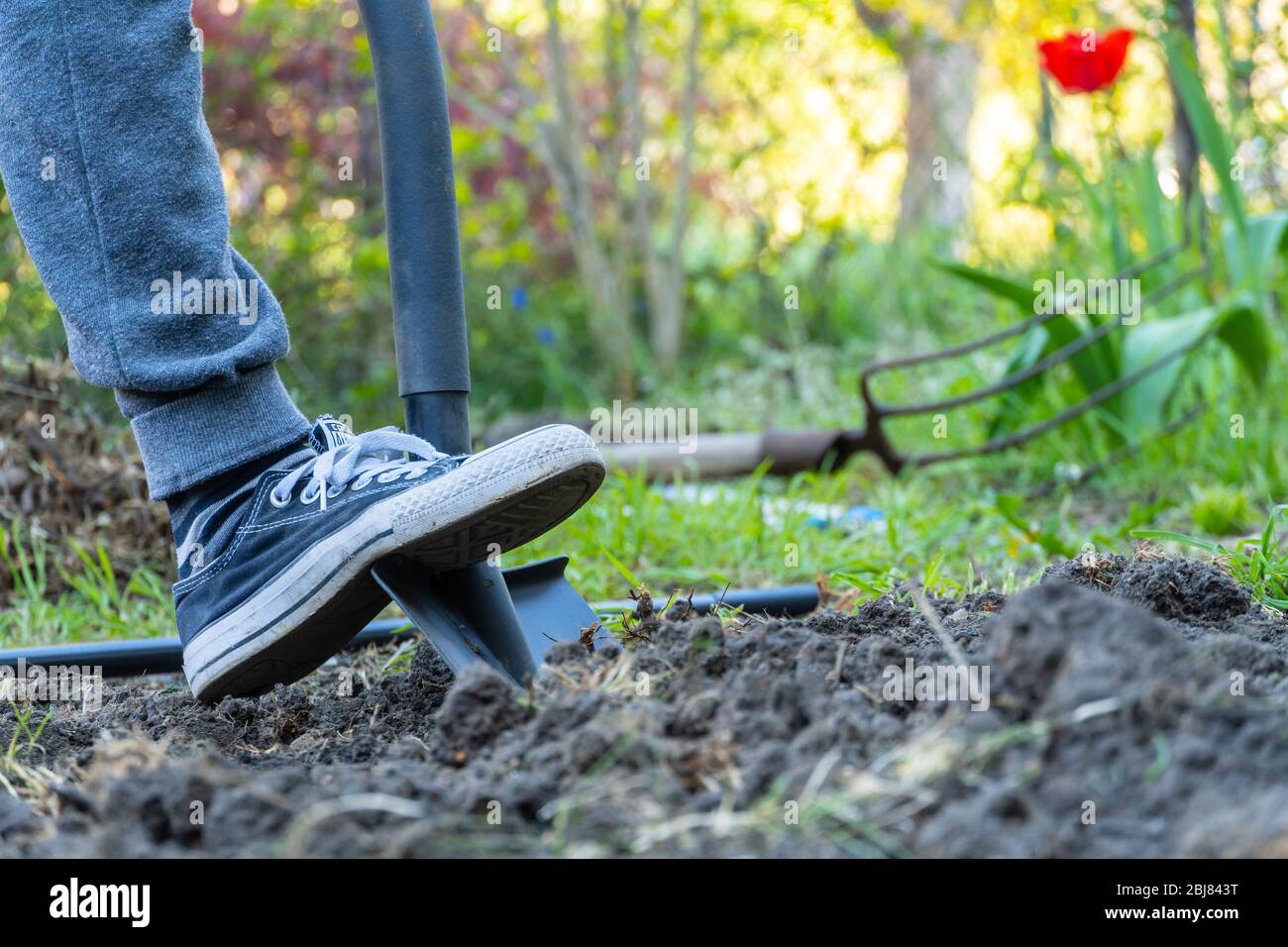 Spade soil hi-res stock photography and images - Alamy