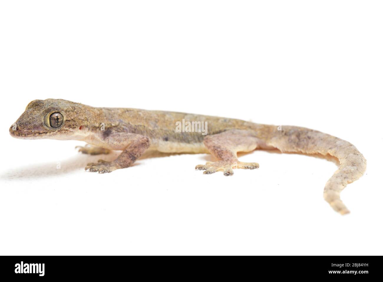 Asian House lizard (hemidactylus) or common gecko isolated on white ...
