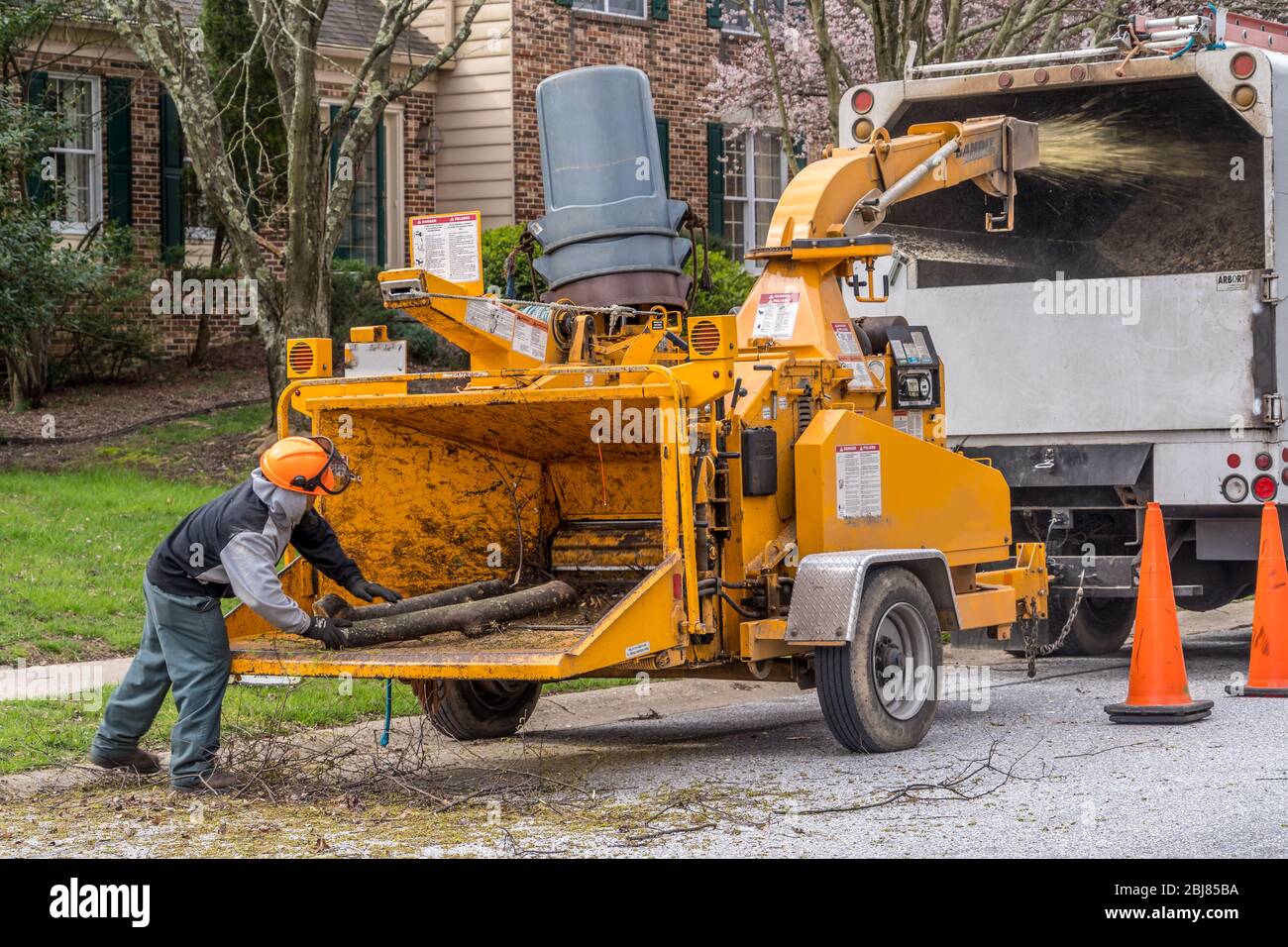 Arborist throwing a wood log into the shredder as other pieces are ...