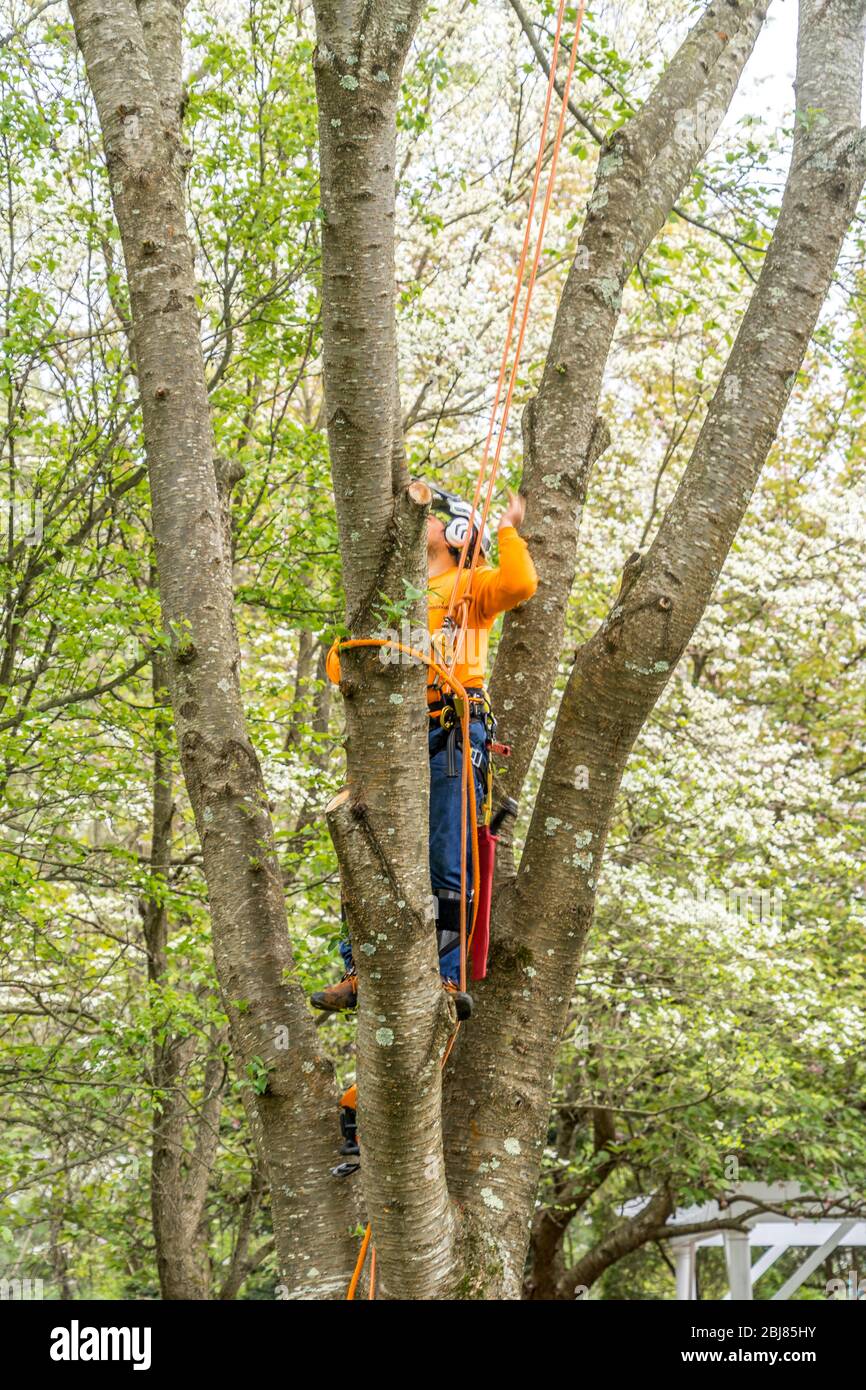Wood cutter, arborist climbing a tree with chainsaw hanging from a rope ...