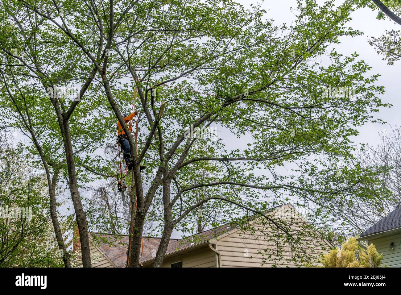 Wood cutter, arborist climbing a tree with chainsaw hanging from a rope ...