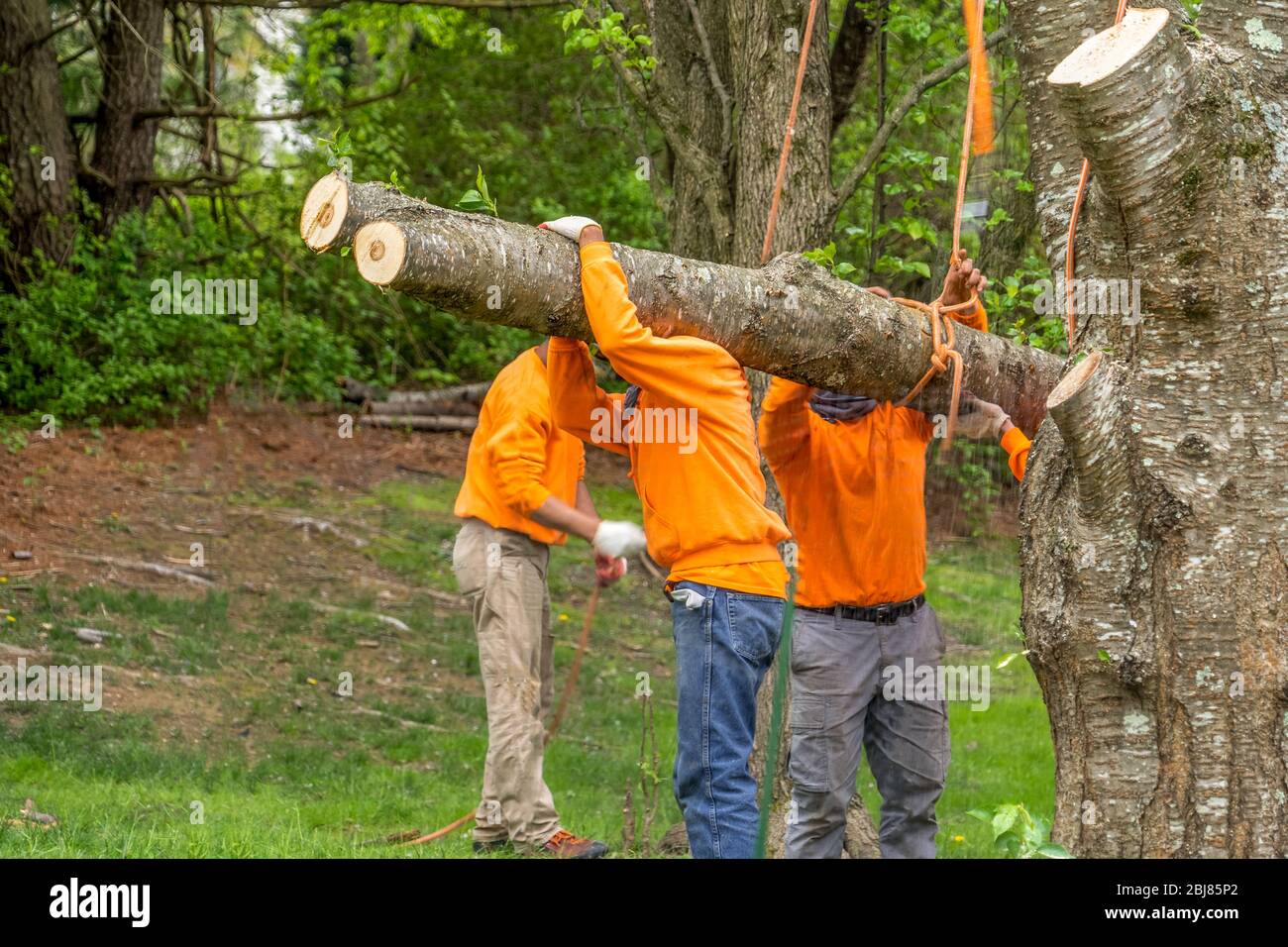 Lumberjack chainsaw shirt hi-res stock photography and images - Alamy