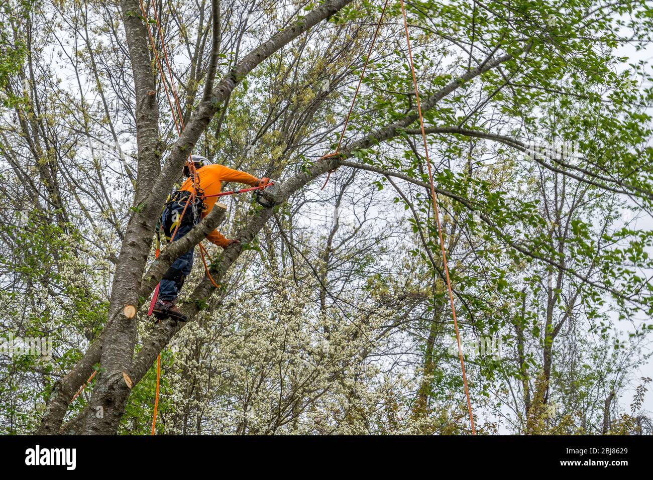 Wood cutter, arborist climbing a tree with chainsaw hanging from a rope ...