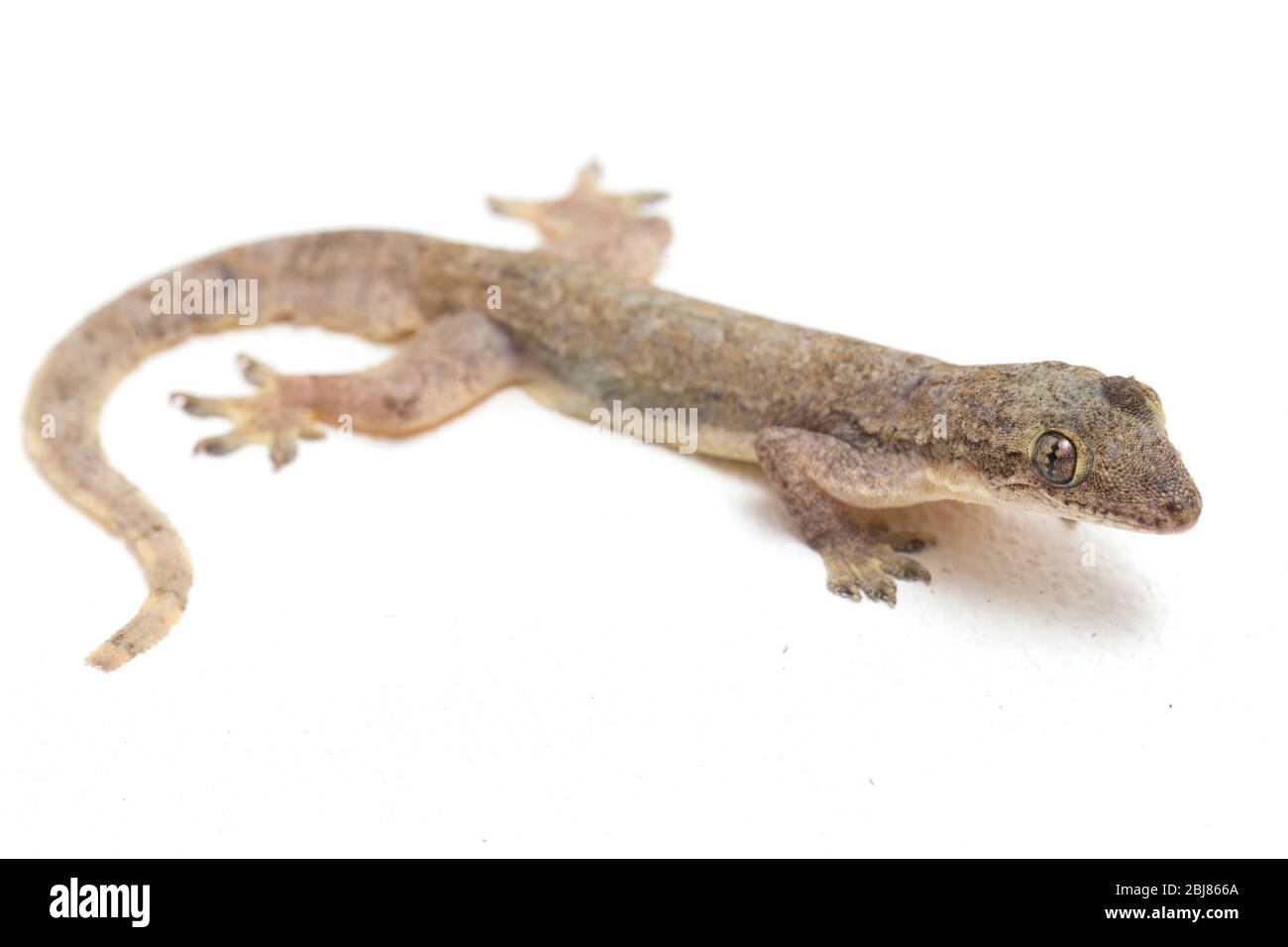 Asian House lizard (hemidactylus) or common gecko isolated on white ...