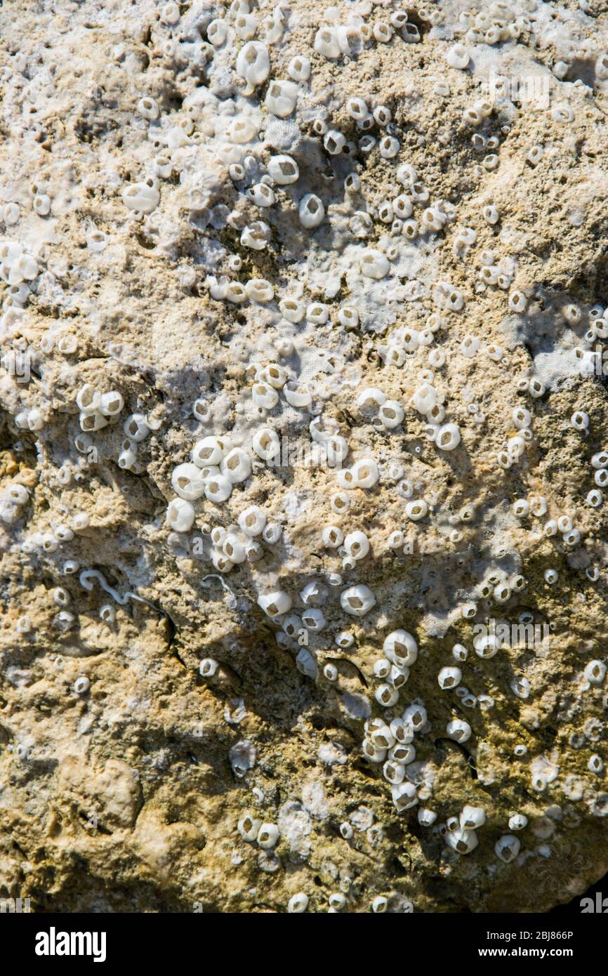 Natural texture, barnacle and oyster shells embedded on a rock on the ...