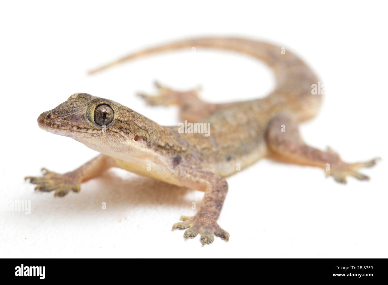 Asian House lizard (hemidactylus) or common gecko isolated on white ...
