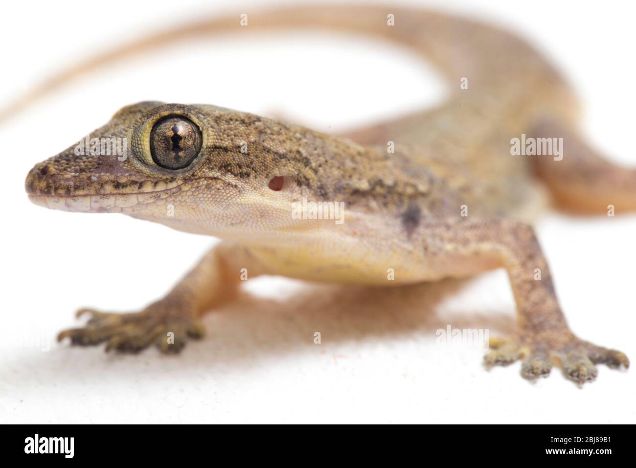 Asian House lizard (hemidactylus) or common gecko isolated on white ...