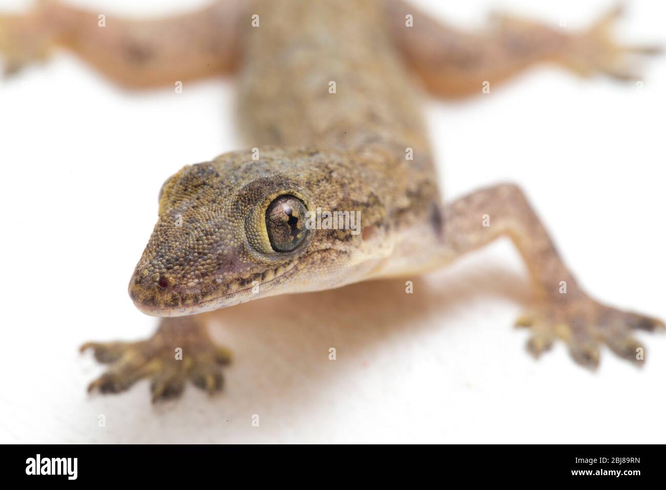 Asian House lizard (hemidactylus) or common gecko isolated on white ...