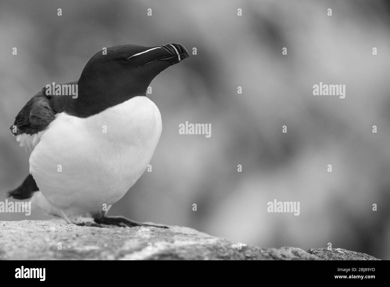 Oiseau de mer rare Black and White Stock Photos & Images - Alamy