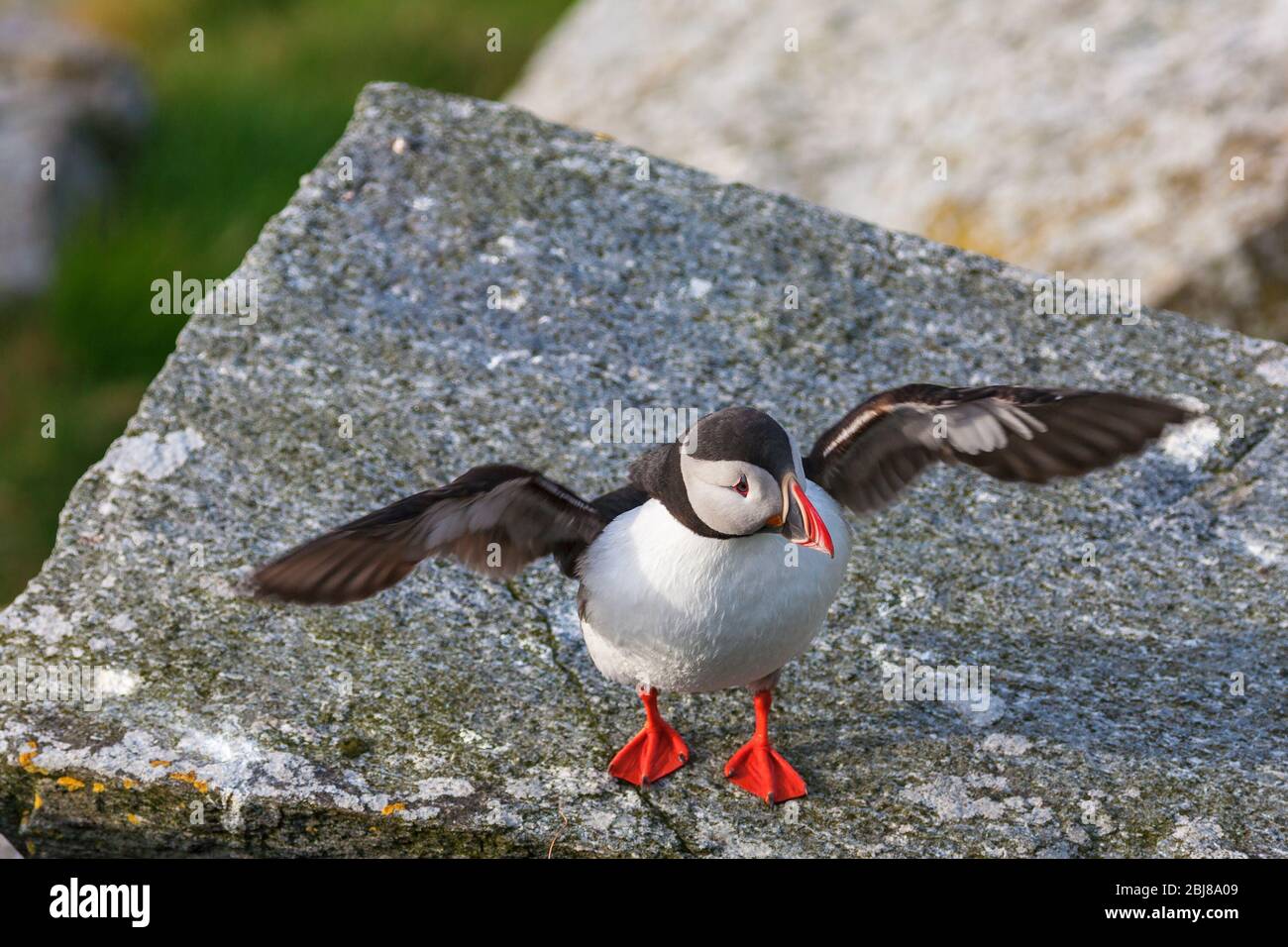 Puffin, raising on their wings Stock Photo - Alamy