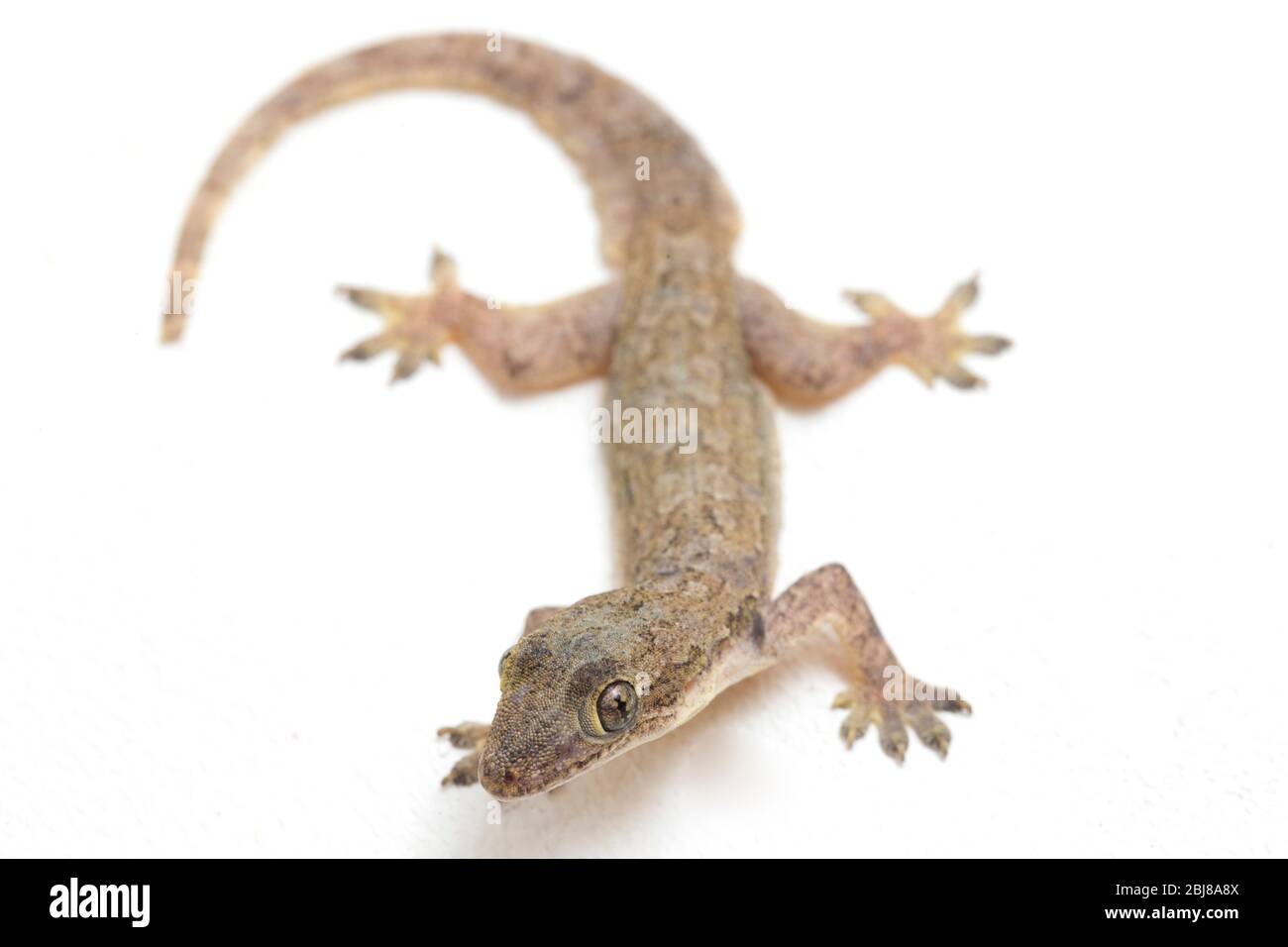 Asian House lizard (hemidactylus) or common gecko isolated on white ...