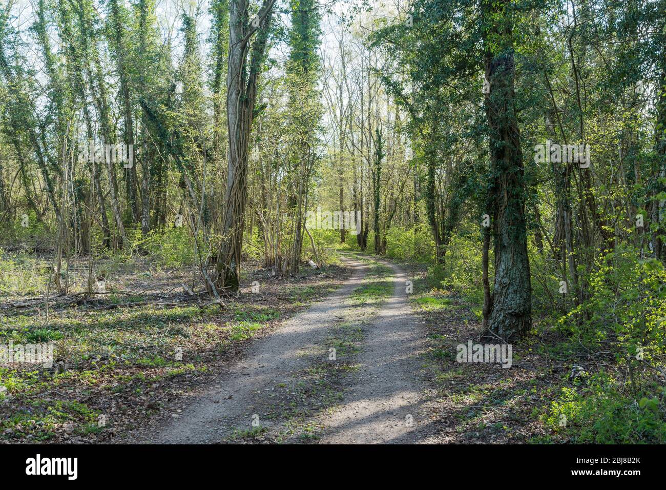 Path through ivy covered woods hi-res stock photography and images - Alamy