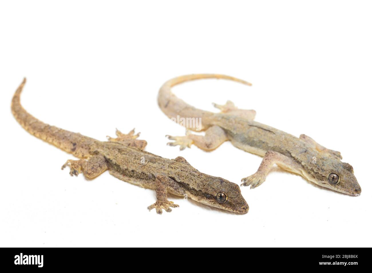 Asian House lizard (hemidactylus) or common gecko isolated on white ...