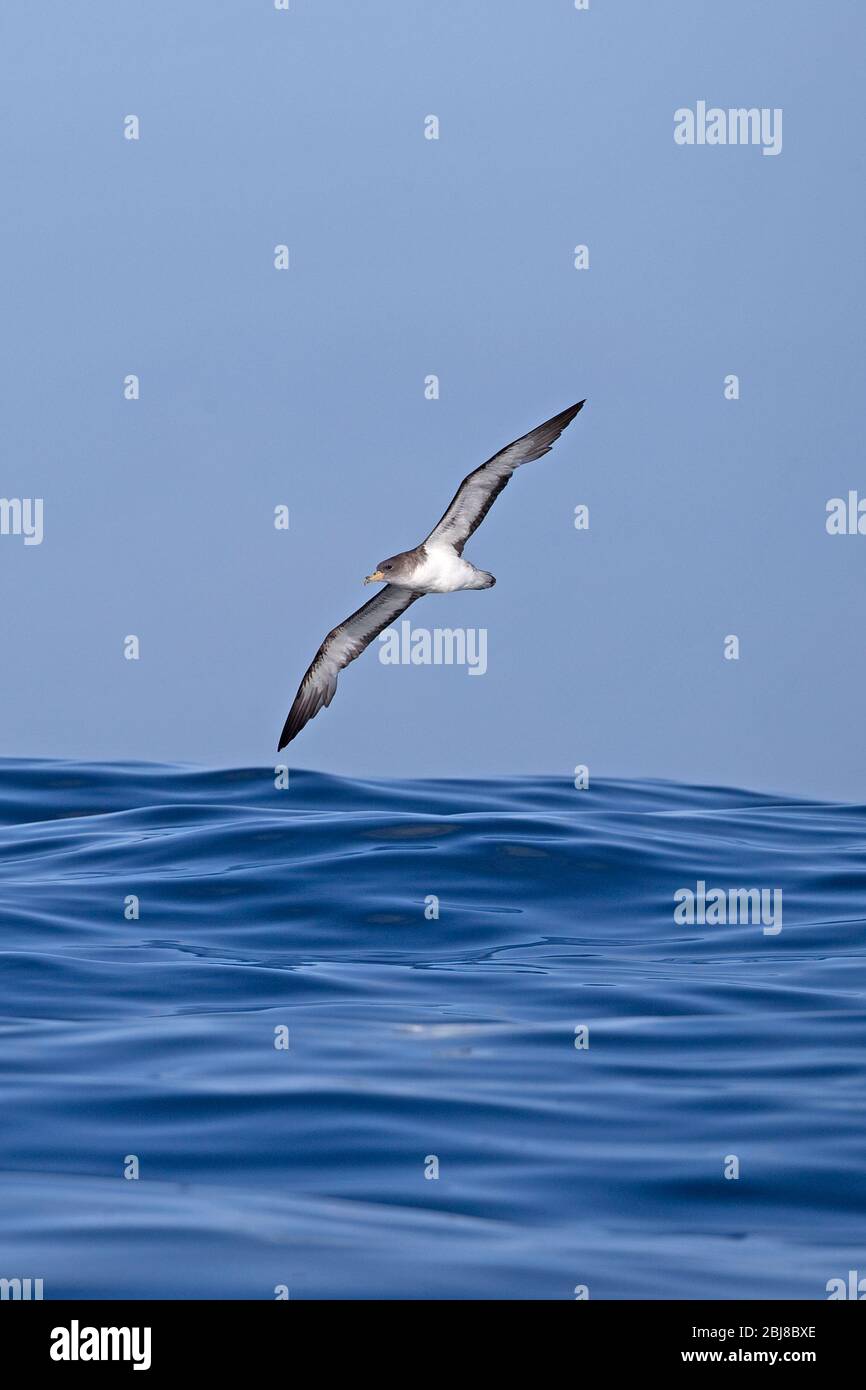Cory's Shearwater (Calonectris borealis Stock Photo - Alamy