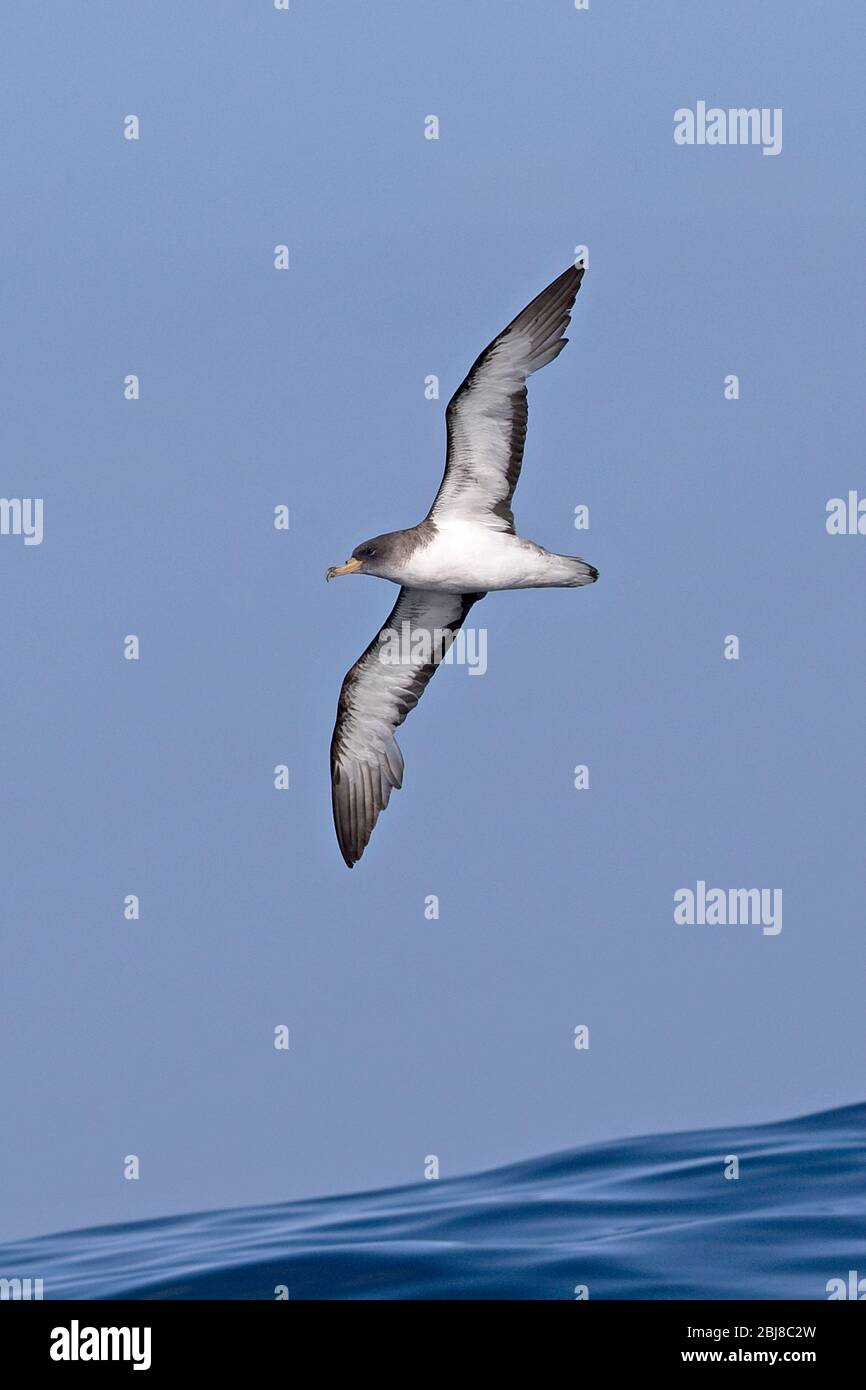 Cory's Shearwater (Calonectris borealis Stock Photo - Alamy