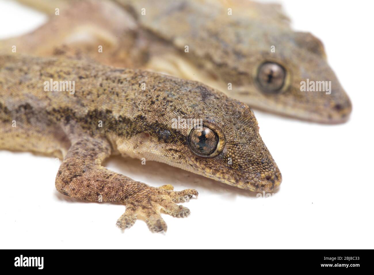 Baby common wall lizard hi-res stock photography and images - Alamy