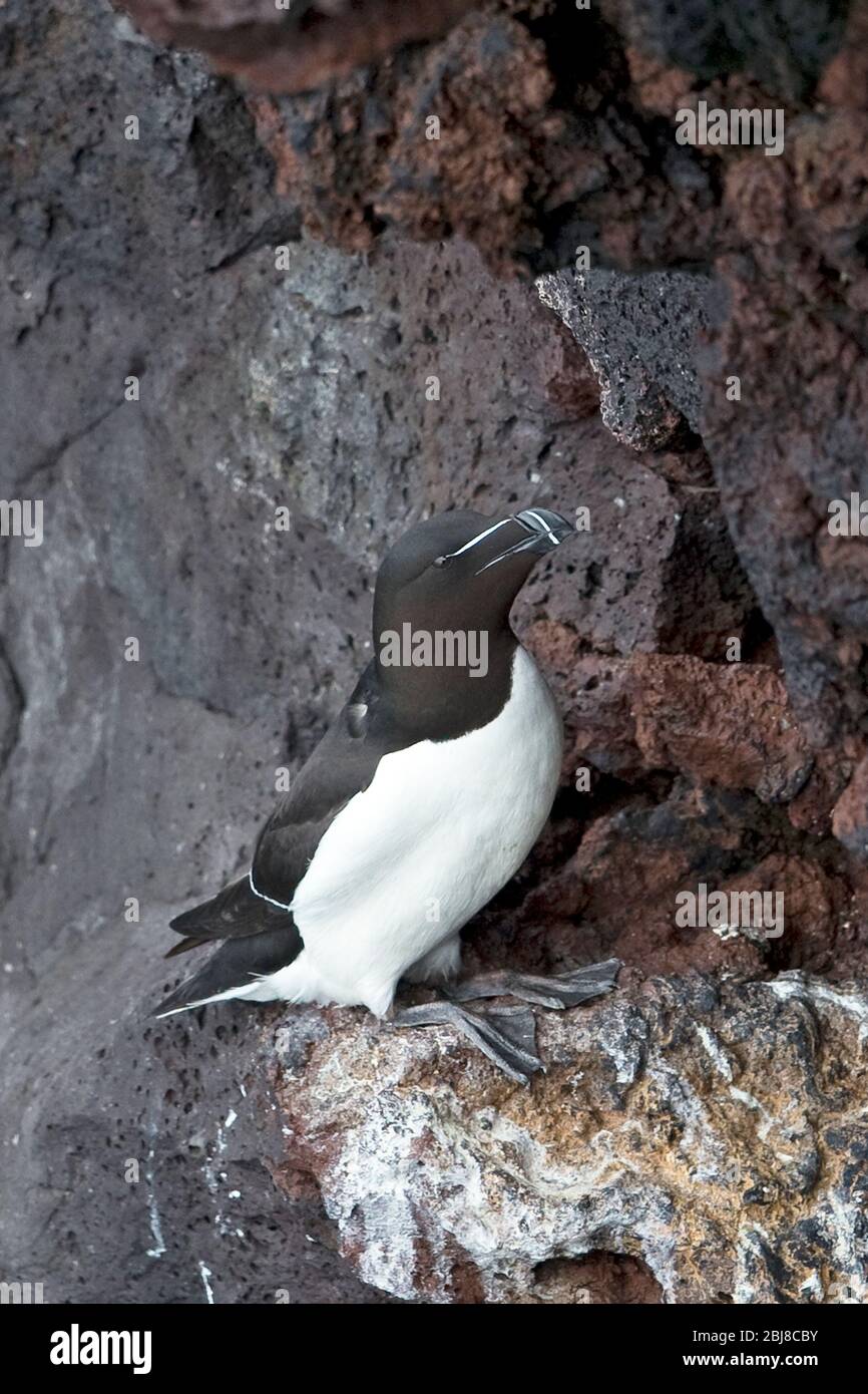 Razorbill (Alca torda Stock Photo - Alamy