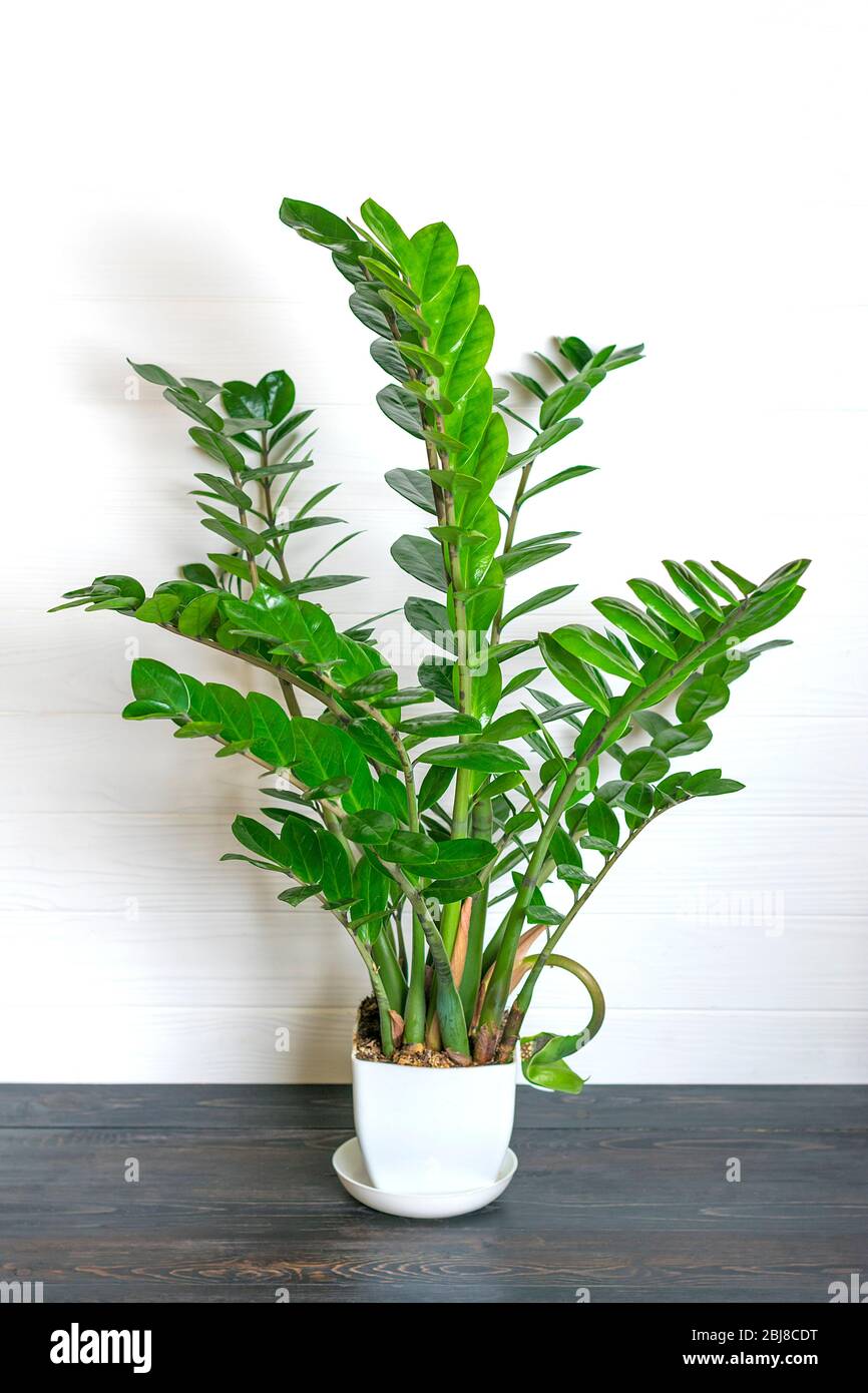 Zamioculcas zamiifolia hi-res stock photography and images - Alamy
